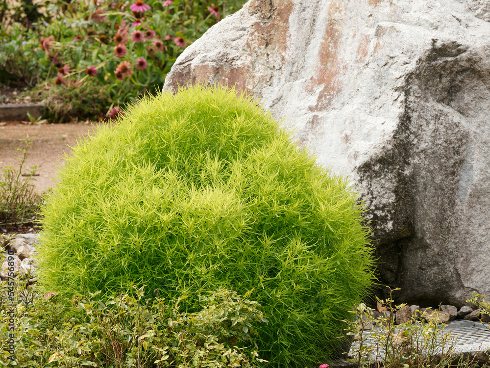 Bassia scoparia or Summer cypress, grown as an ornamental bushy with ...