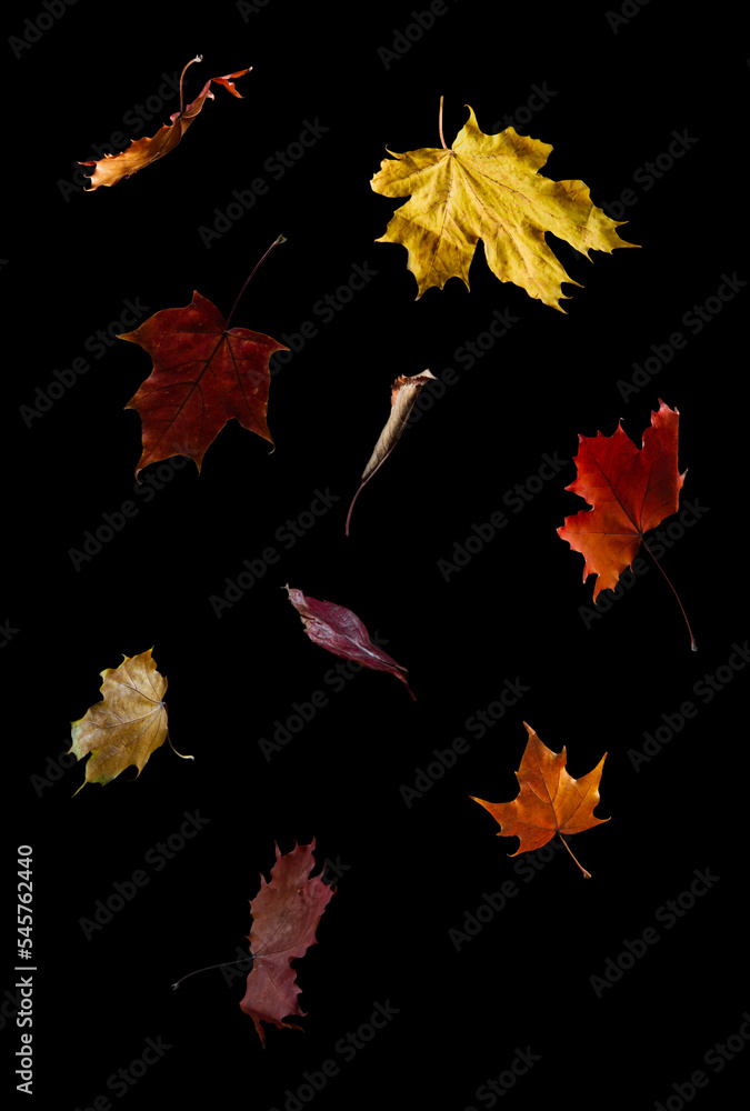 Compilation of falling autumn leaves. Colorful autumn leaves isolated ...
