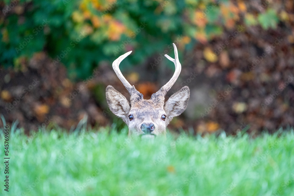 funny deer in the woods looking at camera Stock Photo | Adobe Stock