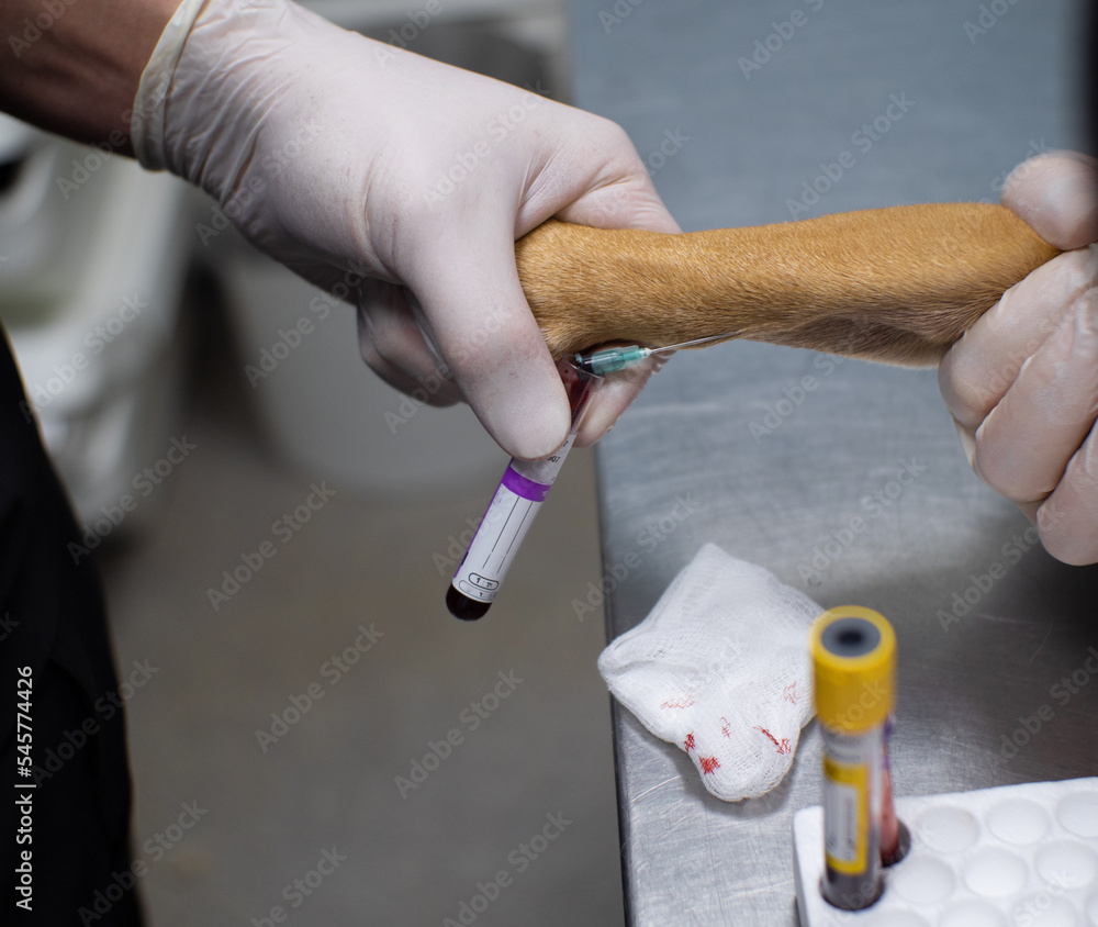 Foto de The doctor draws a blood sample from a dog's vein with a needle ...