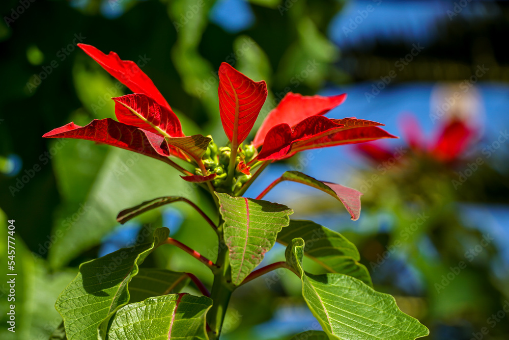 Foto de Euphorbia pulcherrima, inicio de floración , conocida ...