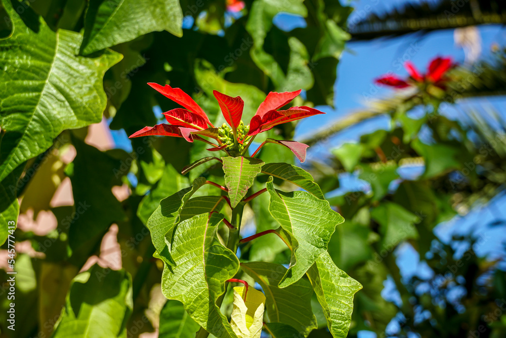 Euphorbia pulcherrima, inicio de floración , conocida comúnmente como ...