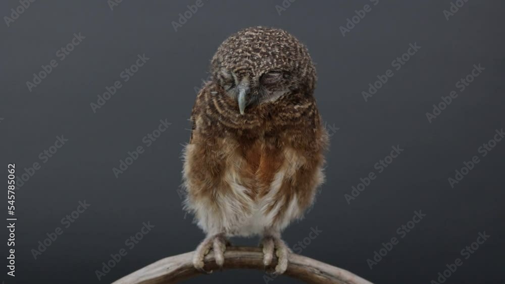 CU-Closeup of a Little owl caught on a branch on isolated white ...