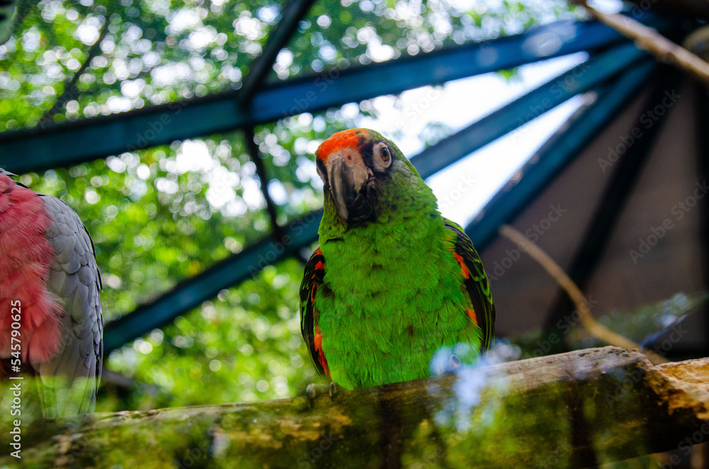 Red parrot Scarlet Macaw, Ara macao, bird sitting on the pal tree trunk ...