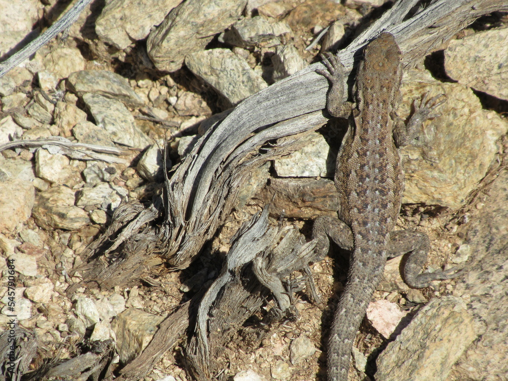 Rare Desert Spiny Lizard in in the Sonoran Desert, Scottsdale, Arizona ...