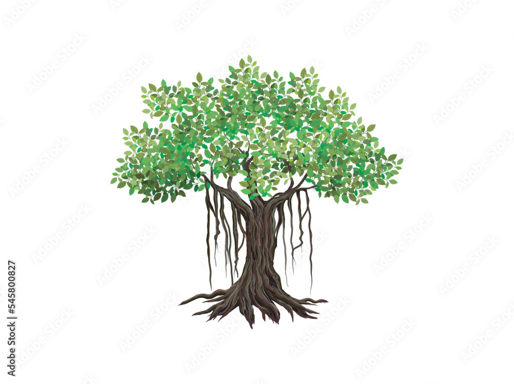 Banyan tree vector illustrations, hand drawn art isolated on white ...