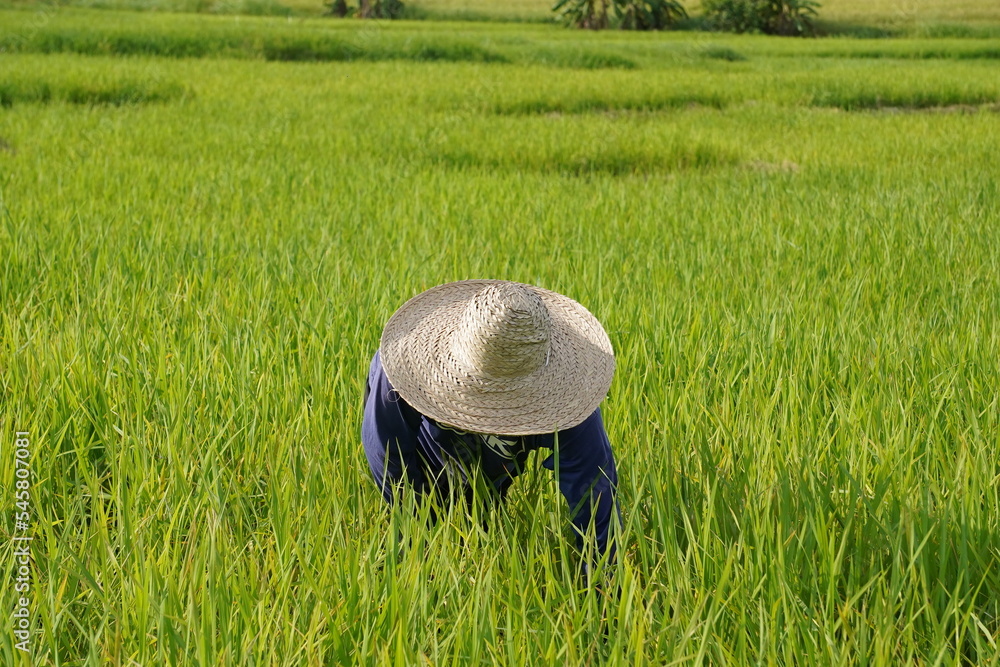 Rice Farmer Philippines Stock Photo | Adobe Stock