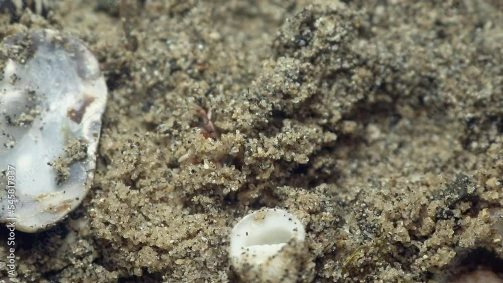 hermit crab,beach crab, Paguroidea, Clibanarius fonticola are ...