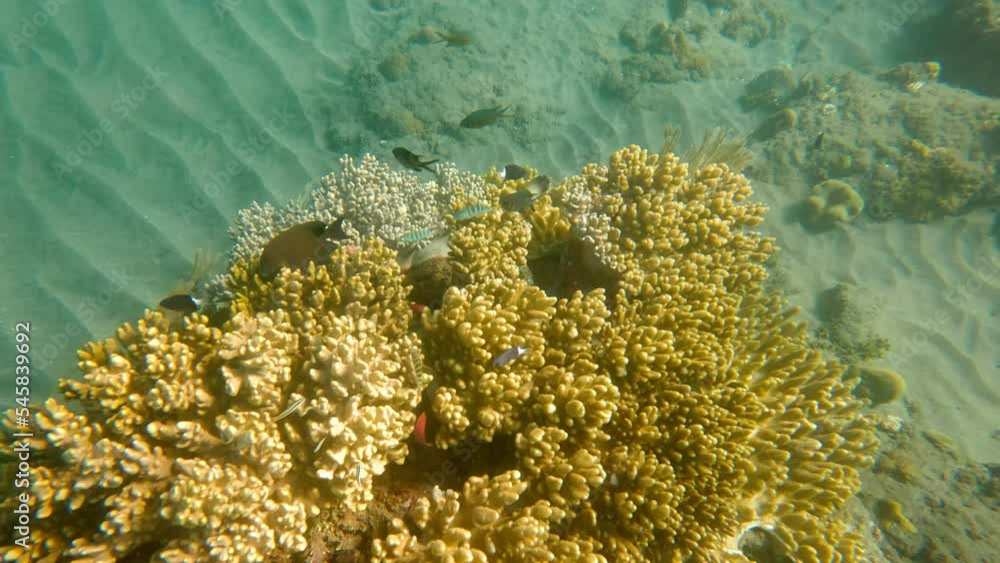 Beautiful underwater world with golden coral reef and bright colorful ...