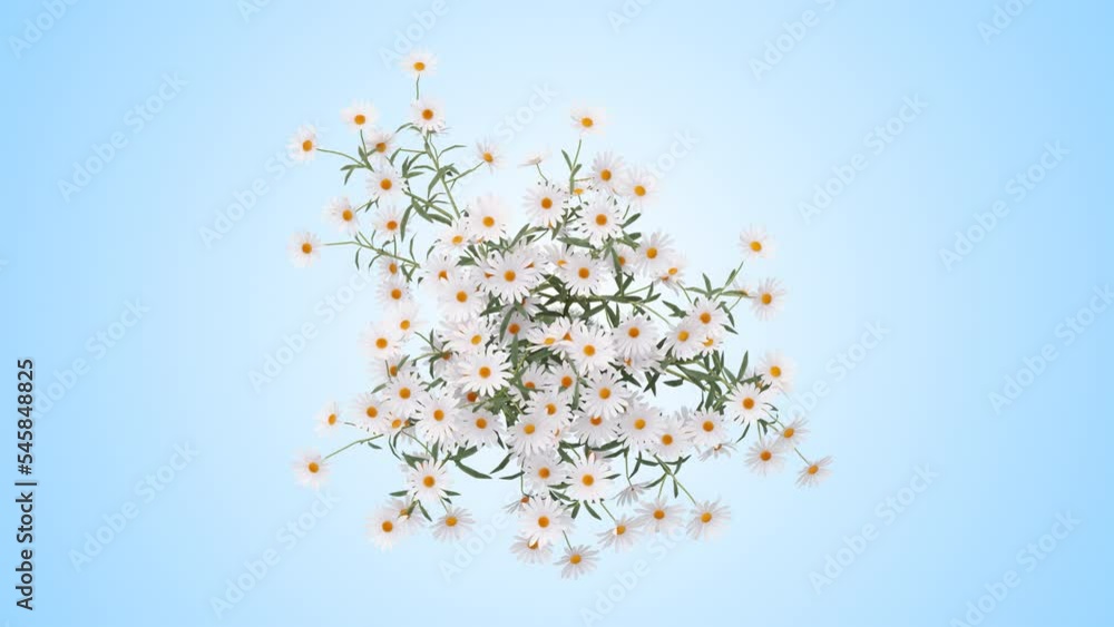 Chamomile flower on a white background 3D animation, Flowering shrubs ...