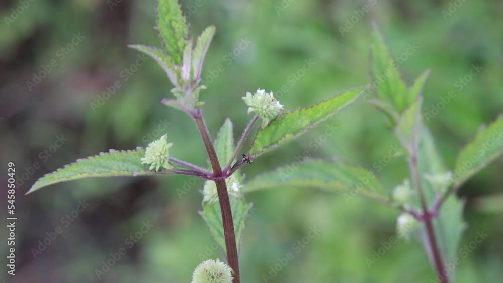 Polistes , Potter wasps,Mason wasps,Waps yellow jacket,Delta ...