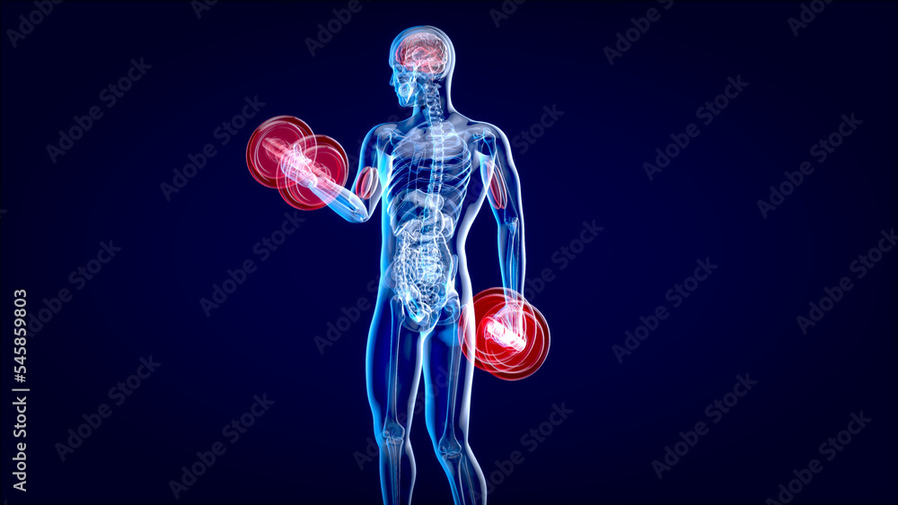 3D Illustration of an Anatomy of a X-ray man doing Biceps Curls Stock ...