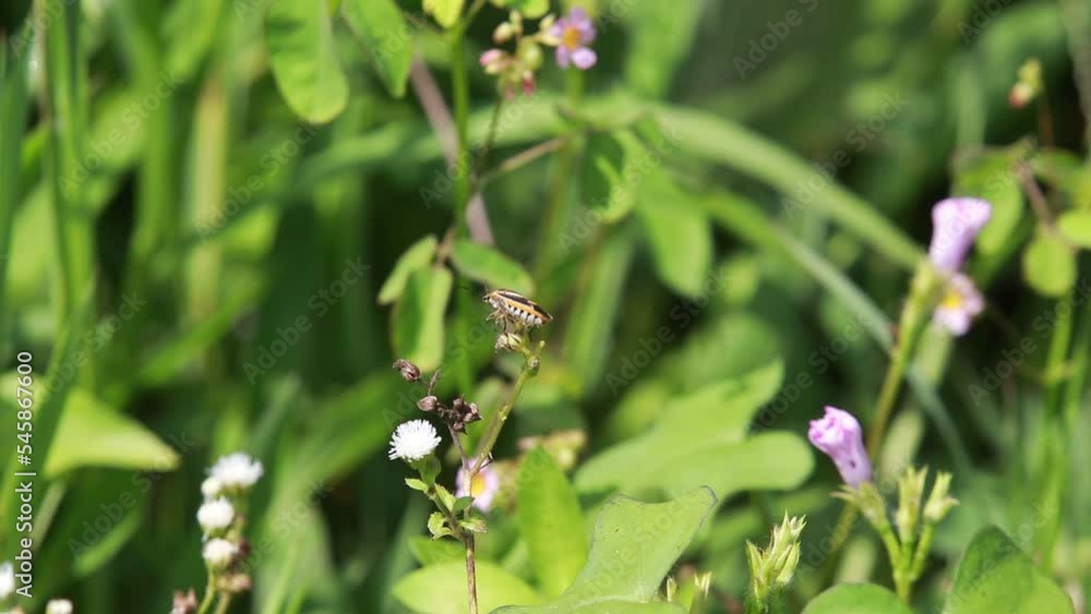 Polistes , Potter wasps,Mason wasps,Waps yellow jacket,Delta ...