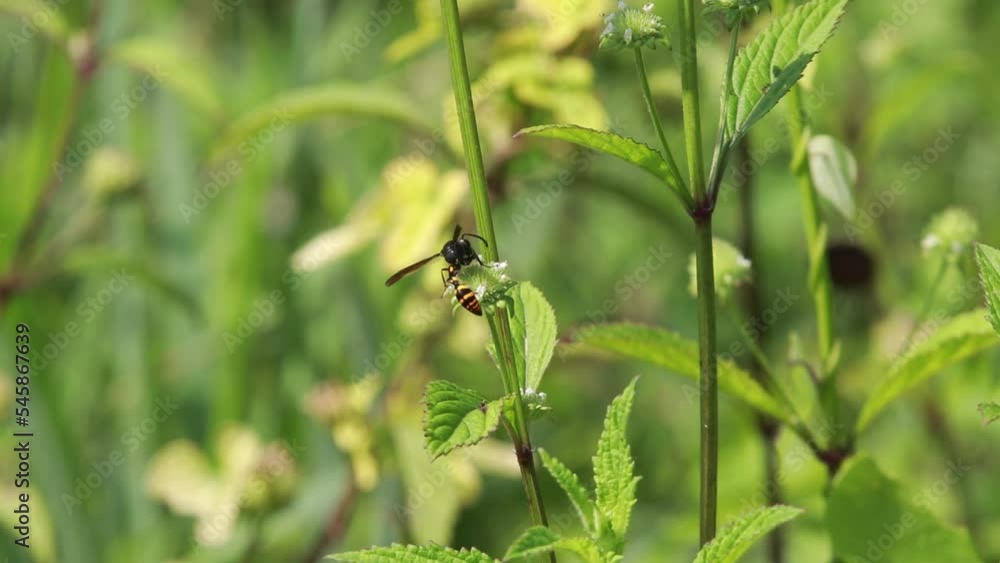 Polistes , Potter wasps,Mason wasps,Waps yellow jacket,Delta ...