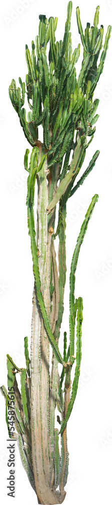 Isolated cutout PNG of a cactus on a transparent background Stock Photo ...