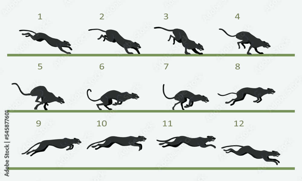 Animation cycle of a black panther. Predator run cycle. Twelve key ...