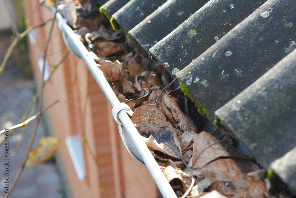 Clogged rain gutter pipeline with fallen leaves. Roof gutter cleaning ...