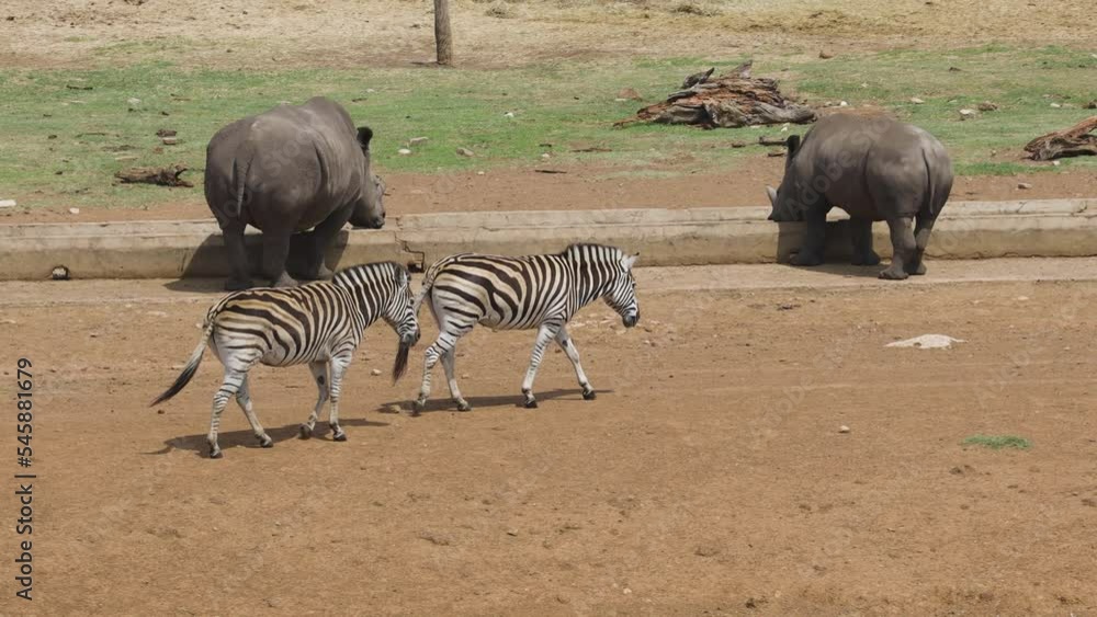 A pair of captive bred Zebra’s walking up to a feeding trough in a ...