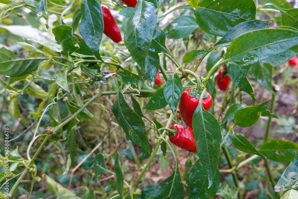 Planta de cultivo de pimientos rojos o chiles en el huerto Stock Photo ...