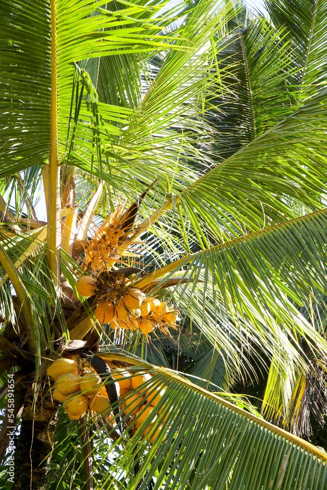 Original Sri Lanka with its cultural code and identity. Traffic ...