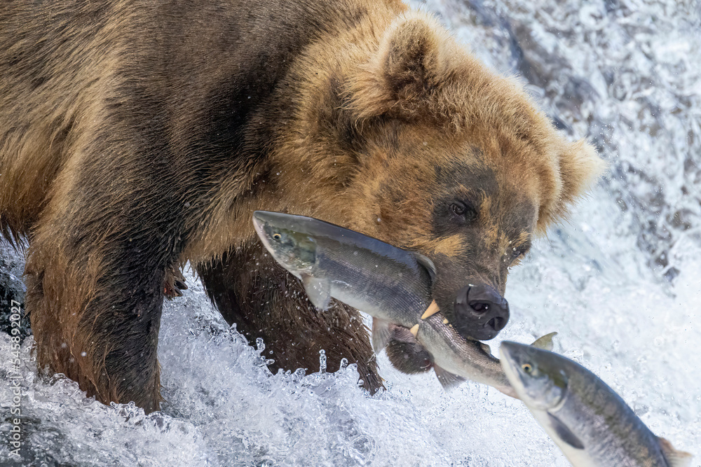 Wild coastal brown bear catching fish in the river by Brooks Falls in ...