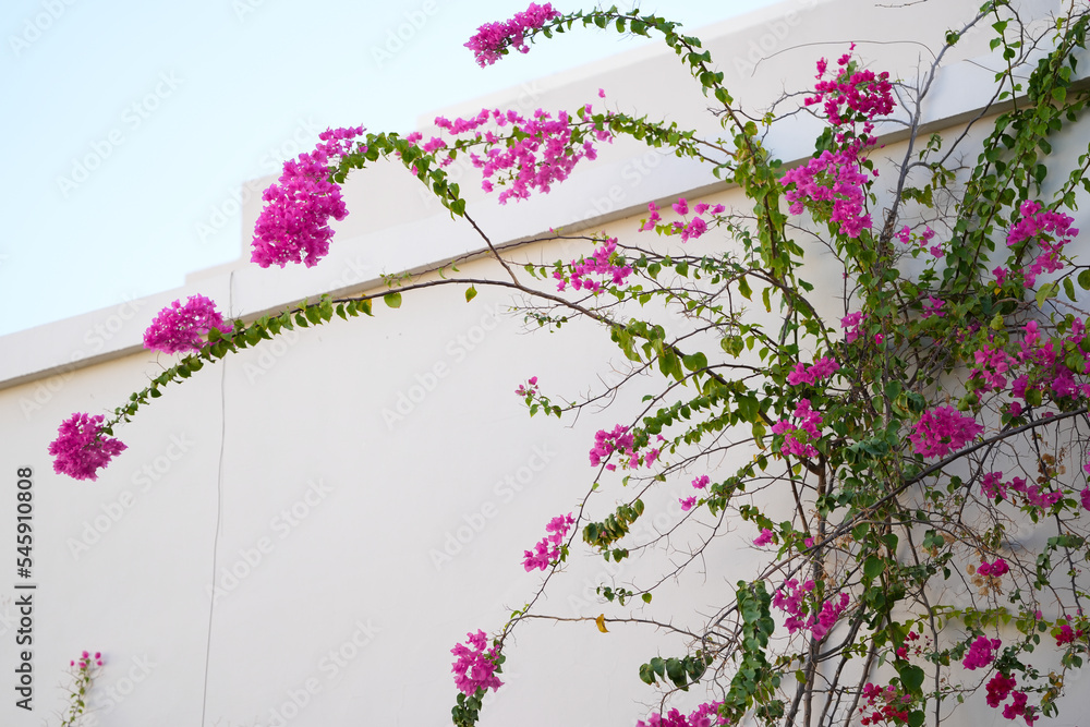 Bougainvillea. Bougainvillea is a genus of thorny ornamental vines ...
