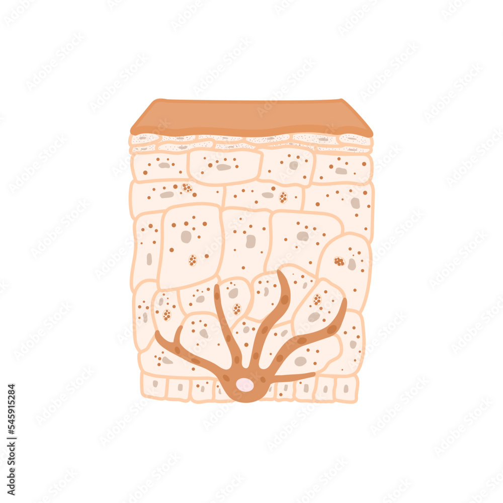 Melanin content and distribution in olive skin. Mid-tone pigmentation ...