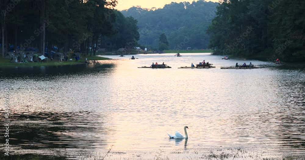 White swans swimming in reservoir or lake and silhouette tourists are ...