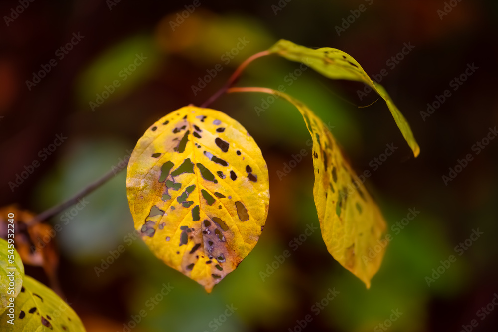 Holey autumn leaves hanging on a tree branch in Rhineland Palatinate ...