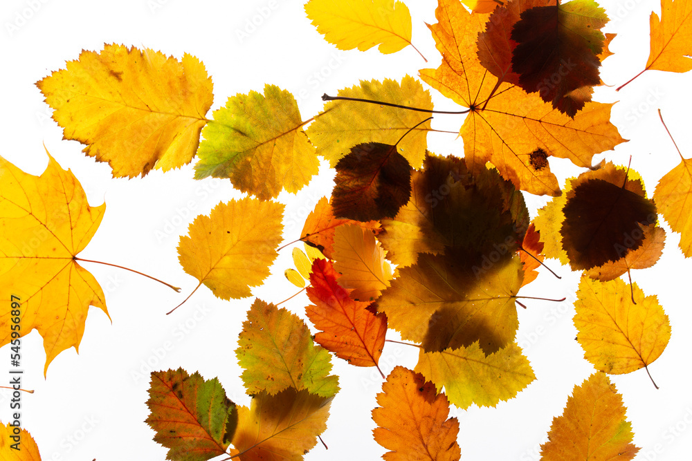 bright autumn leaves on a white, isolated background. colorful postcard ...
