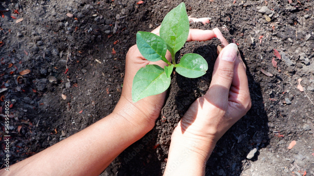Young woman's hand planting a tree at the land plot. Tree in hand. Tree ...