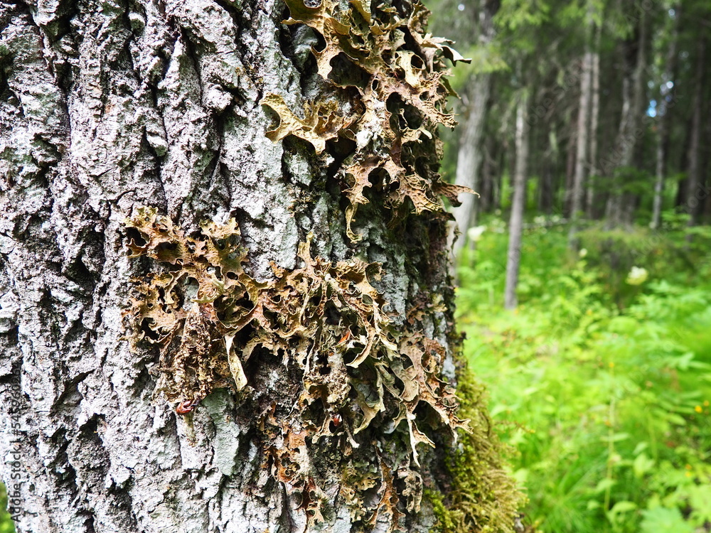 Moss and lichens on the bark of a tree in a spruce taiga forest ...
