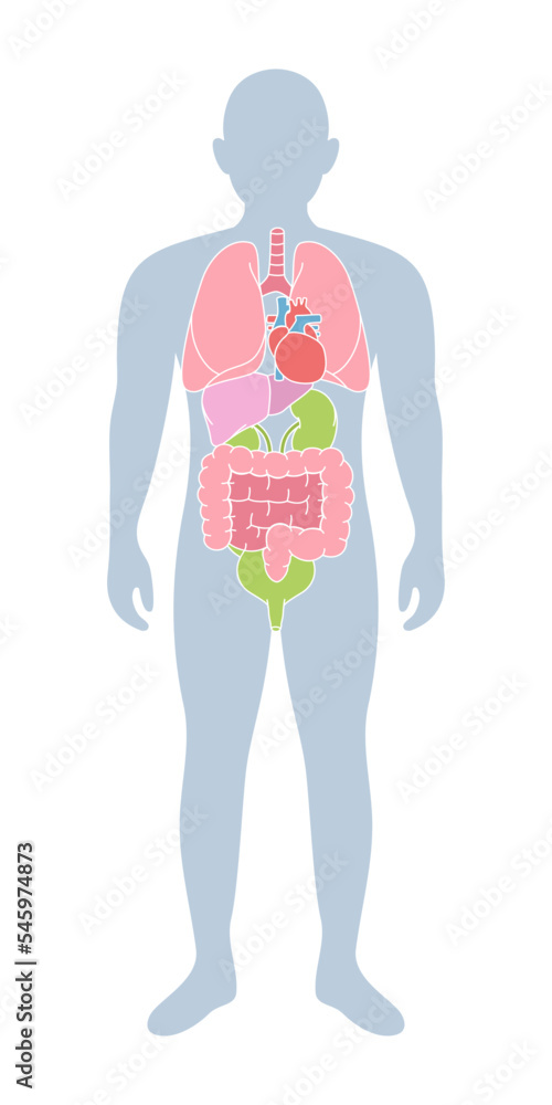 Male body with human internal organs. Lungs, heart, liver, kidneys ...