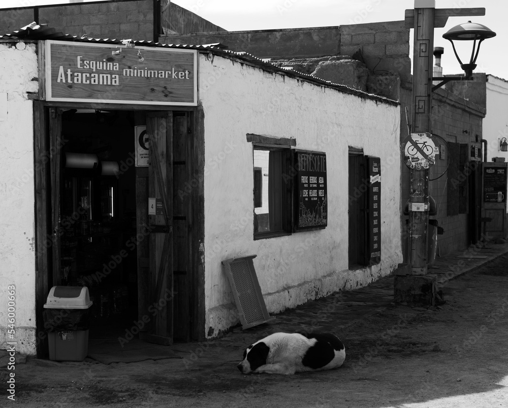Grayscale of a dog lying in front of a corner store with a "Corner mini ...