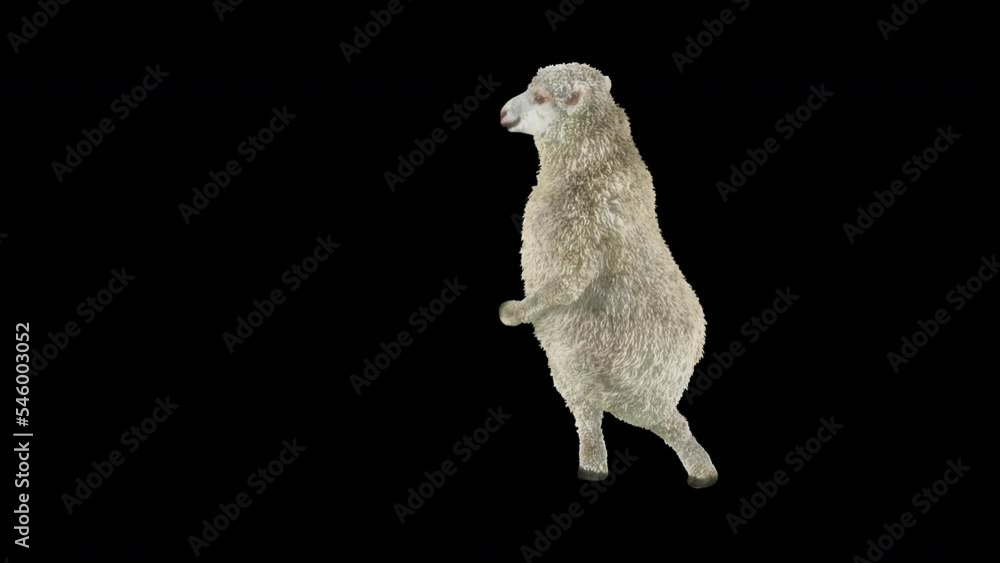 Sheep Dancing, Animal, 3d rendering, Animation Loop, cartoon, included ...