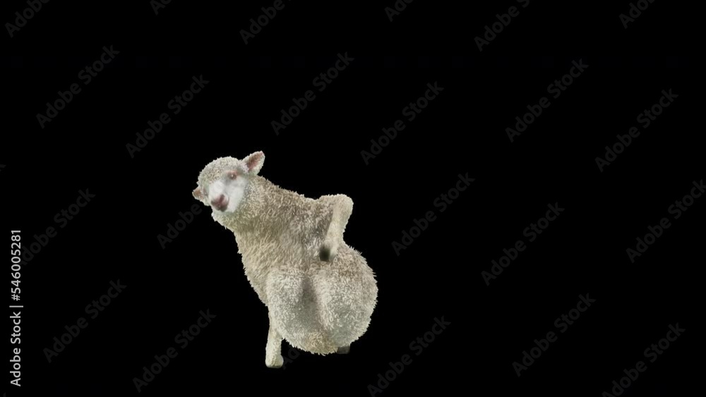 Sheep Dancing, Animal, 3d rendering, Animation Loop, cartoon, included ...