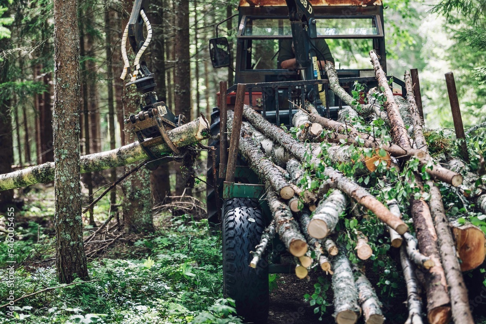 Timber lorry back view with wooden logs falling out and a crane holding ...