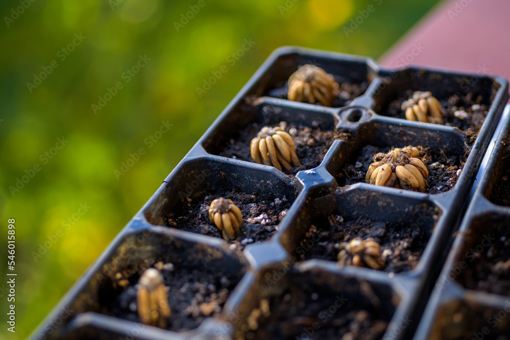 Ranunculus asiaticus or persian buttercup. Presoaked ranunculus corms ...