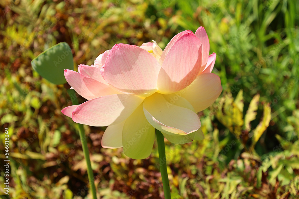 Lotus flower Nelumbo nucifera, known by a number of names including ...