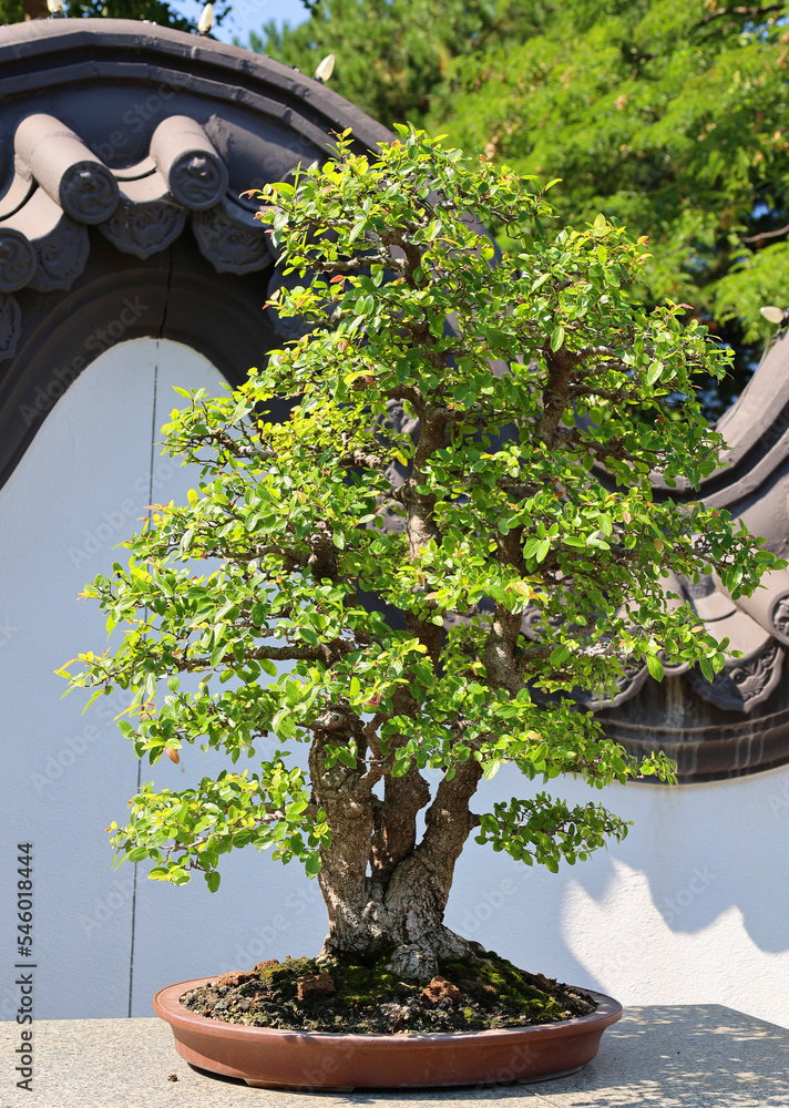 Bonsai. It is an Asian art form using cultivation techniques to produce ...