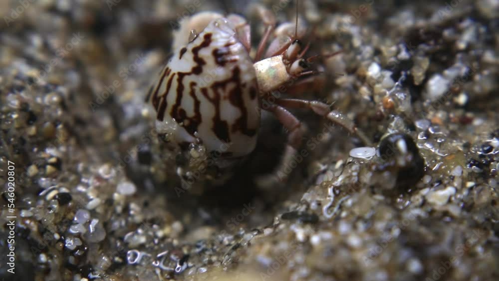 hermit crab,Paguroidea, Clibanarius fonticola are omnivorous scavengers ...