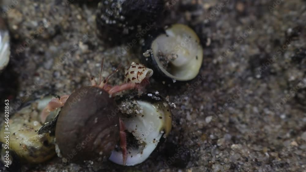 hermit crab,Paguroidea, Clibanarius fonticola are omnivorous scavengers ...