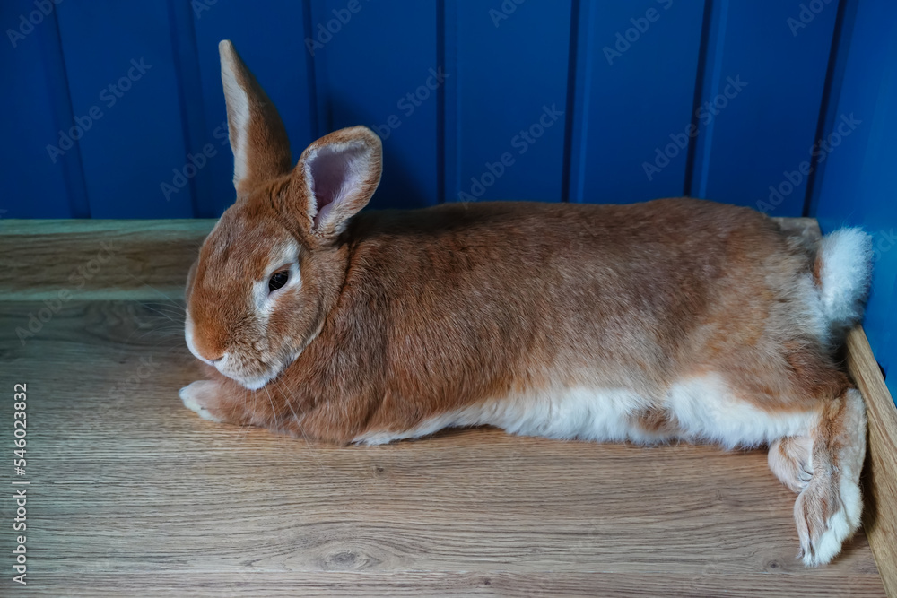 One rabbit of red and beige fur lies, resting on the floor in a corner ...