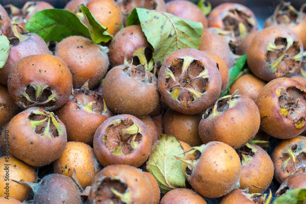 Récolte de nèfles, un fruit délicieux méconnu Stock Photo | Adobe Stock