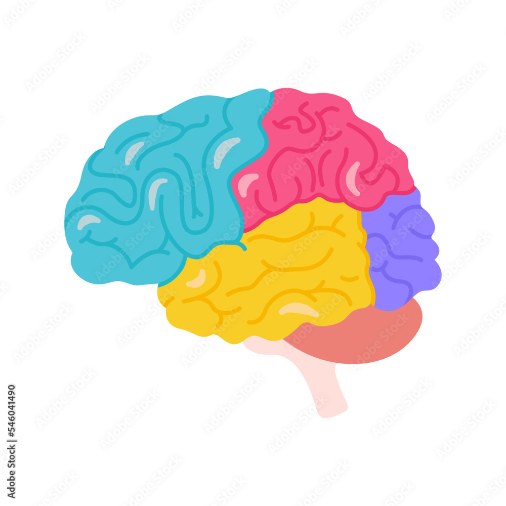 Structure of human brain schematic vector illustration. Medical science ...