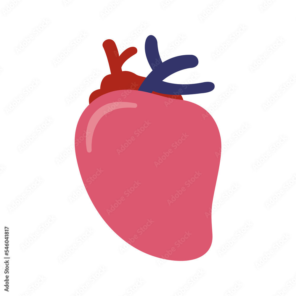 Anatomical heart isolated. Muscular organ in humans and animals, which ...