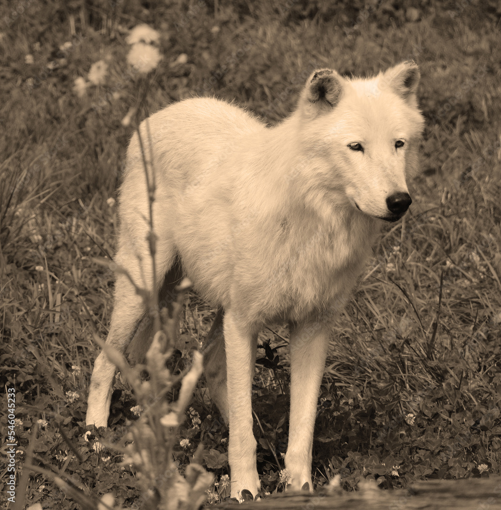 Arctic Wolf or Polar White Wolf, is a subspecies of the Gray Wolf, a ...