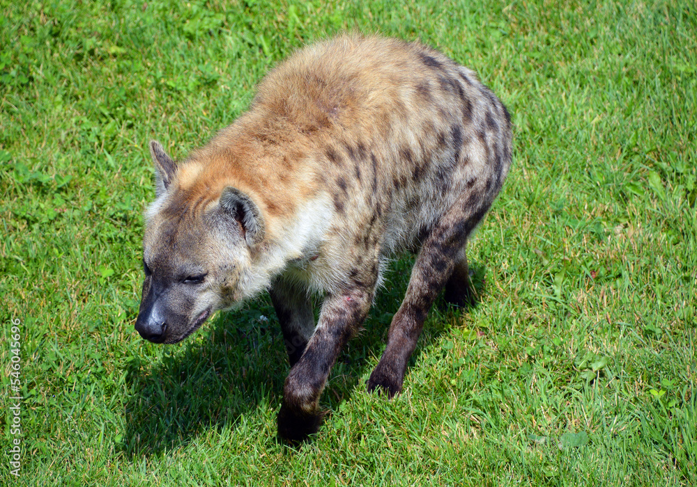 Spotted Hyena Crocuta Crocuta Also Known As The Laughing Hyena is A spotted-hyena-crocuta-crocuta-also-known-as-the-laughing-hyena-is-a