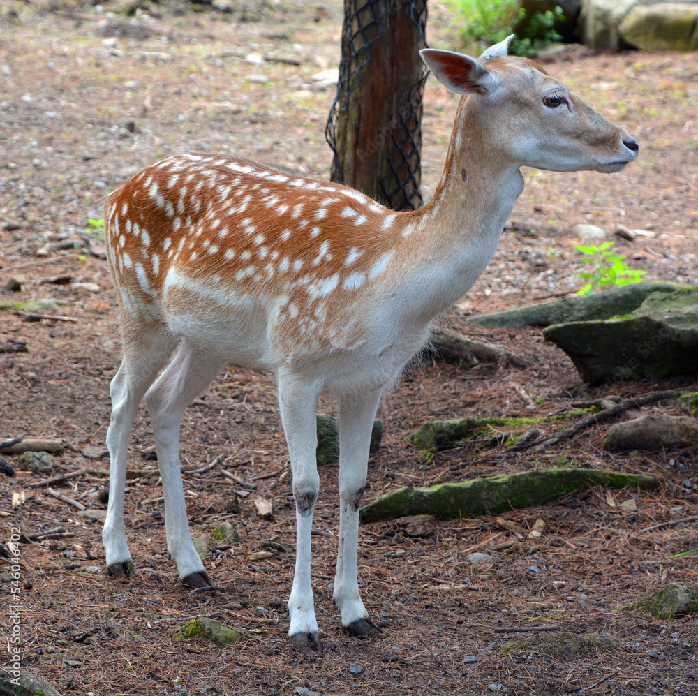The fallow deer (Dama dama) is a ruminant mammal belonging to the ...
