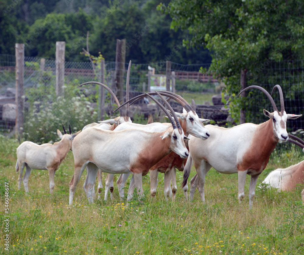 Addax, also known as the white antelope and the screwhorn antelope, is ...